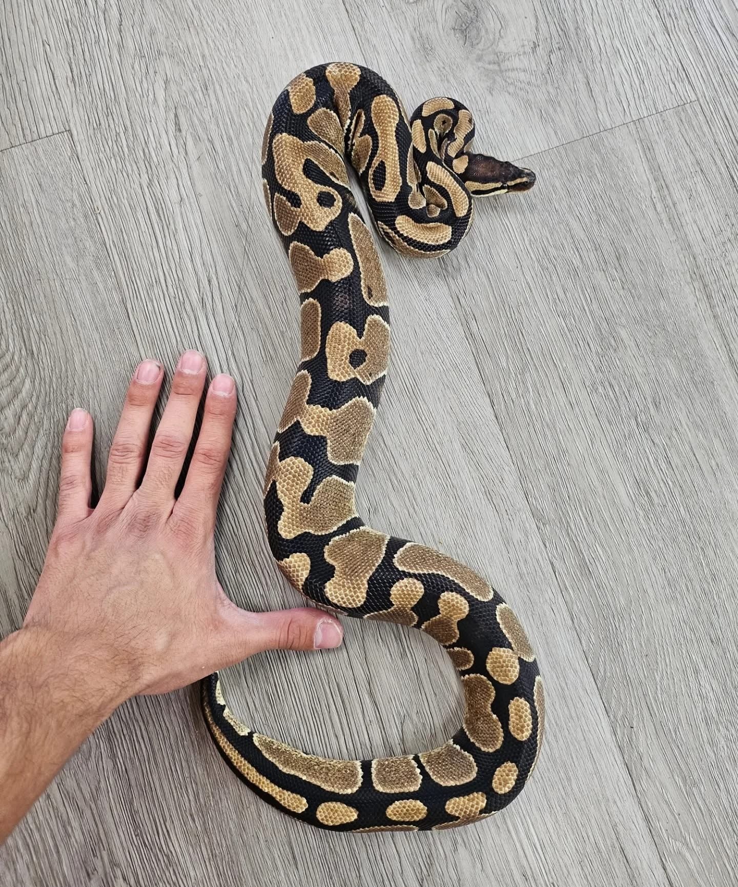 Normal Ball Python Adult (Python Regius) | Fino’s Rainforest